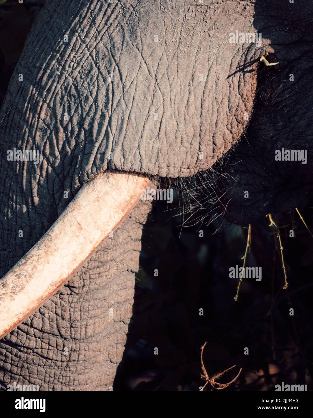 Elephant tusk closeup hi-res stock photography and images - Alamy