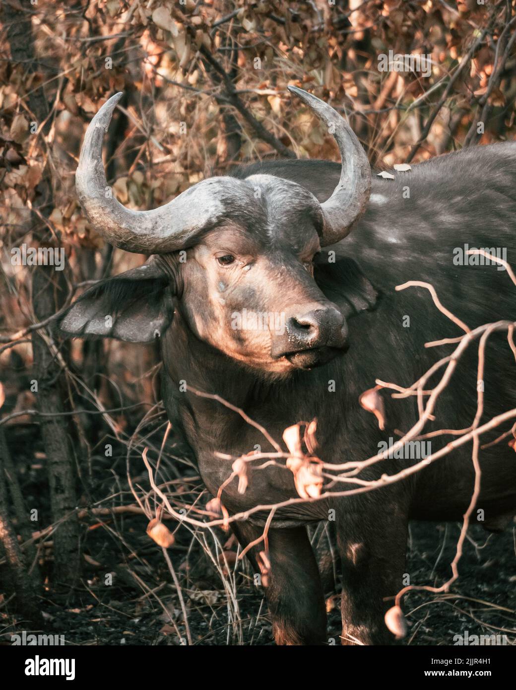 Buffalo field hi-res stock photography and images - Alamy