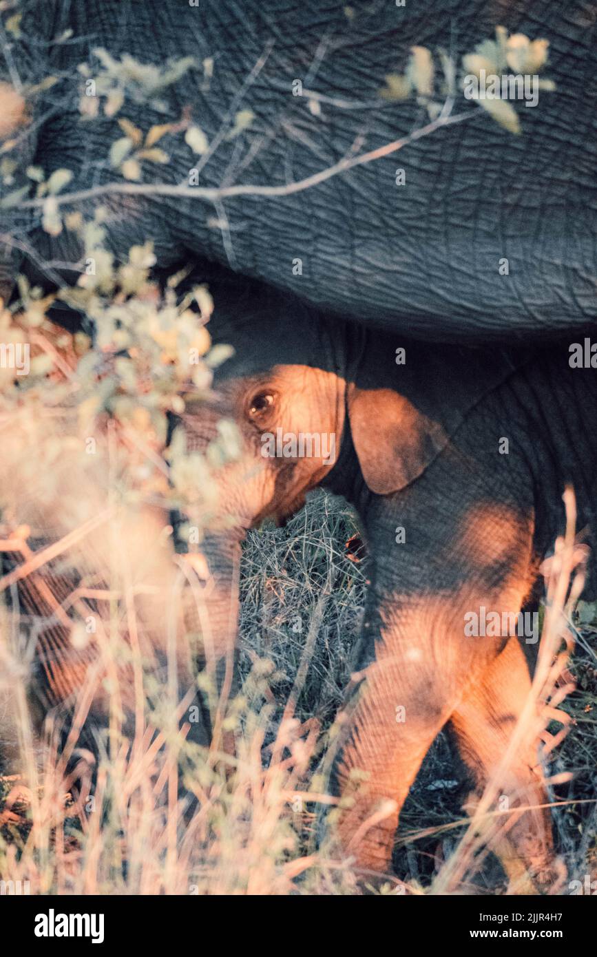 Big elephant hi-res stock photography and images - Alamy