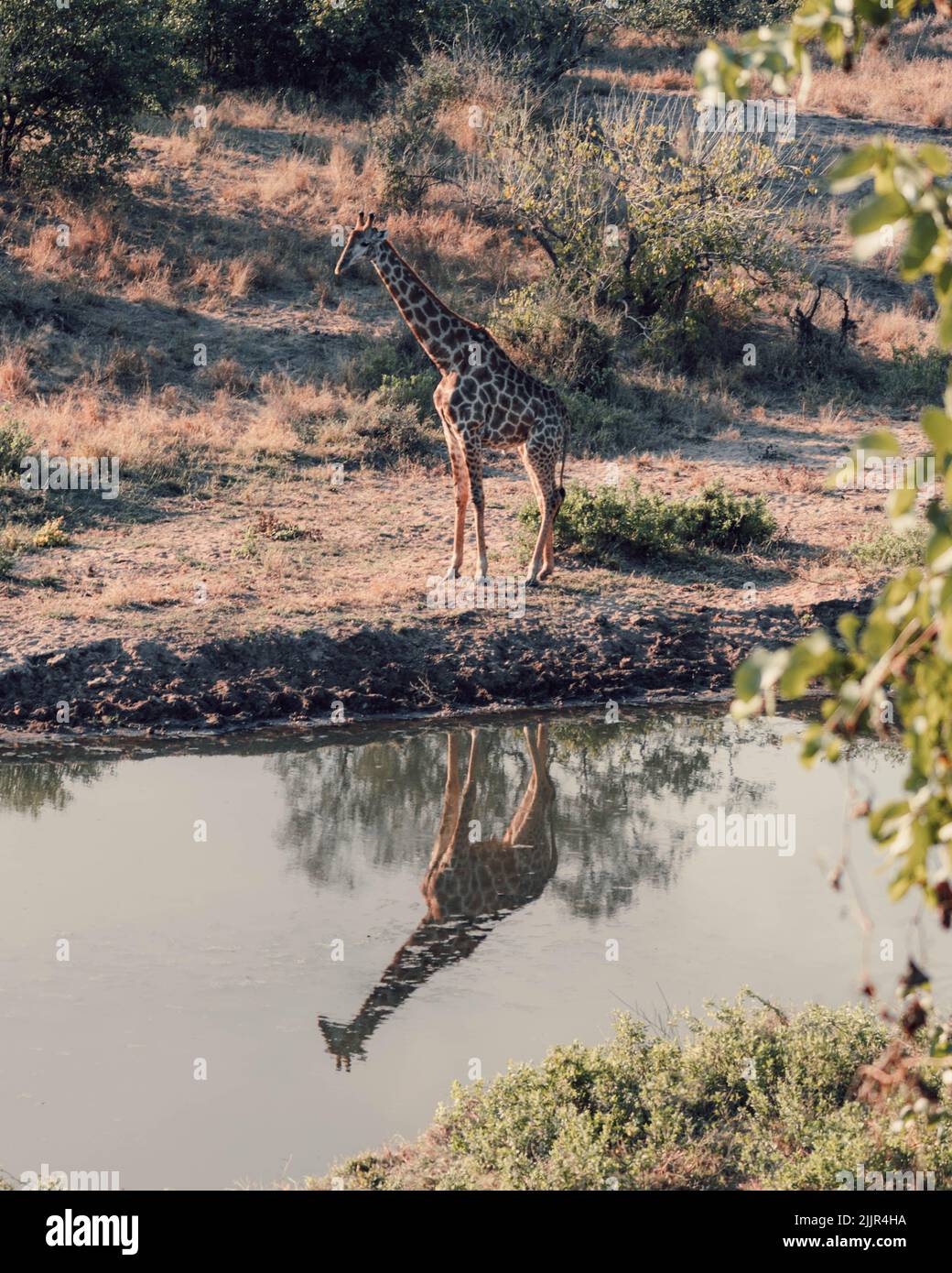 Giraffe near river hi-res stock photography and images - Alamy