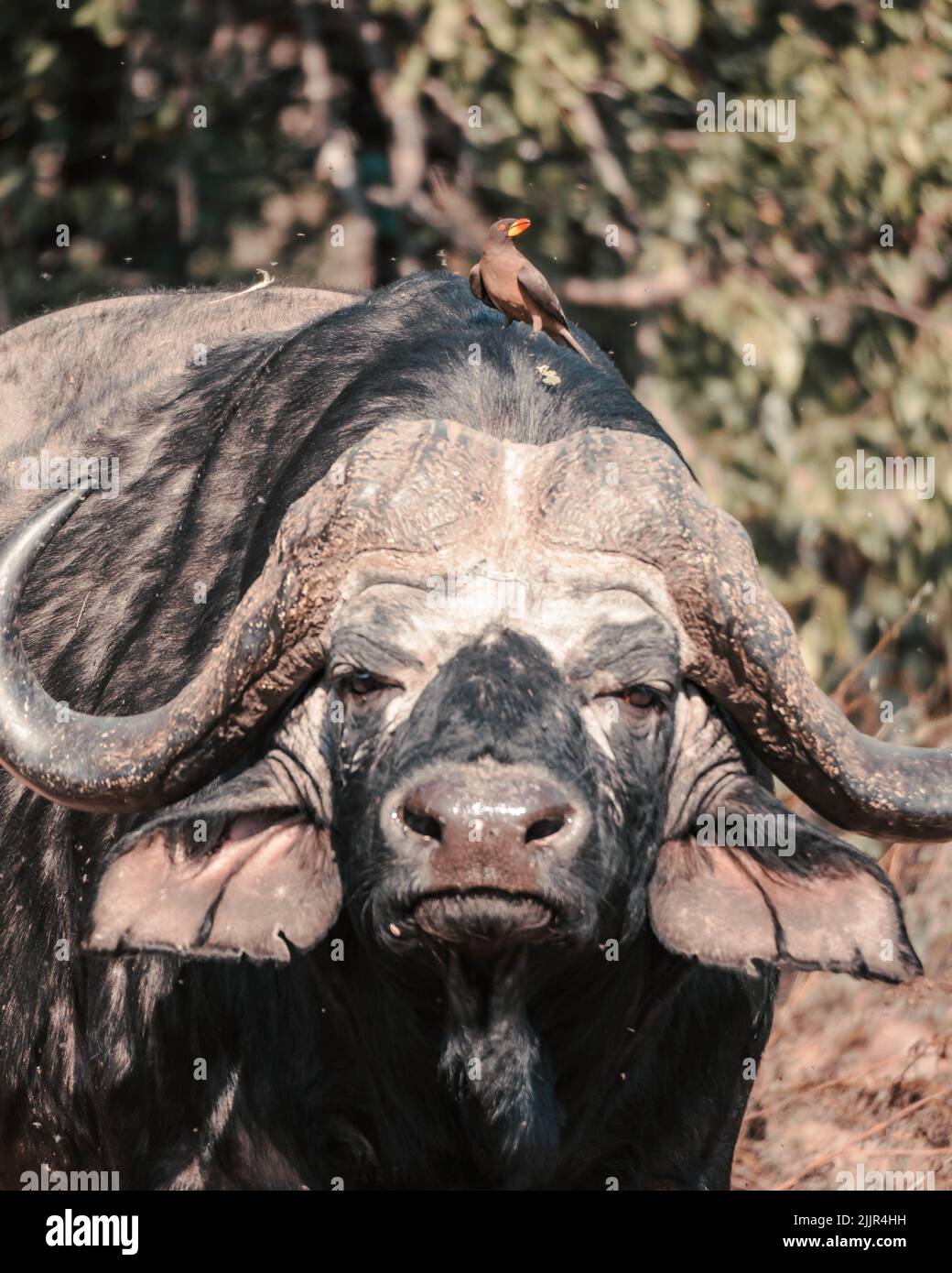 Buffalo detail hi-res stock photography and images - Alamy