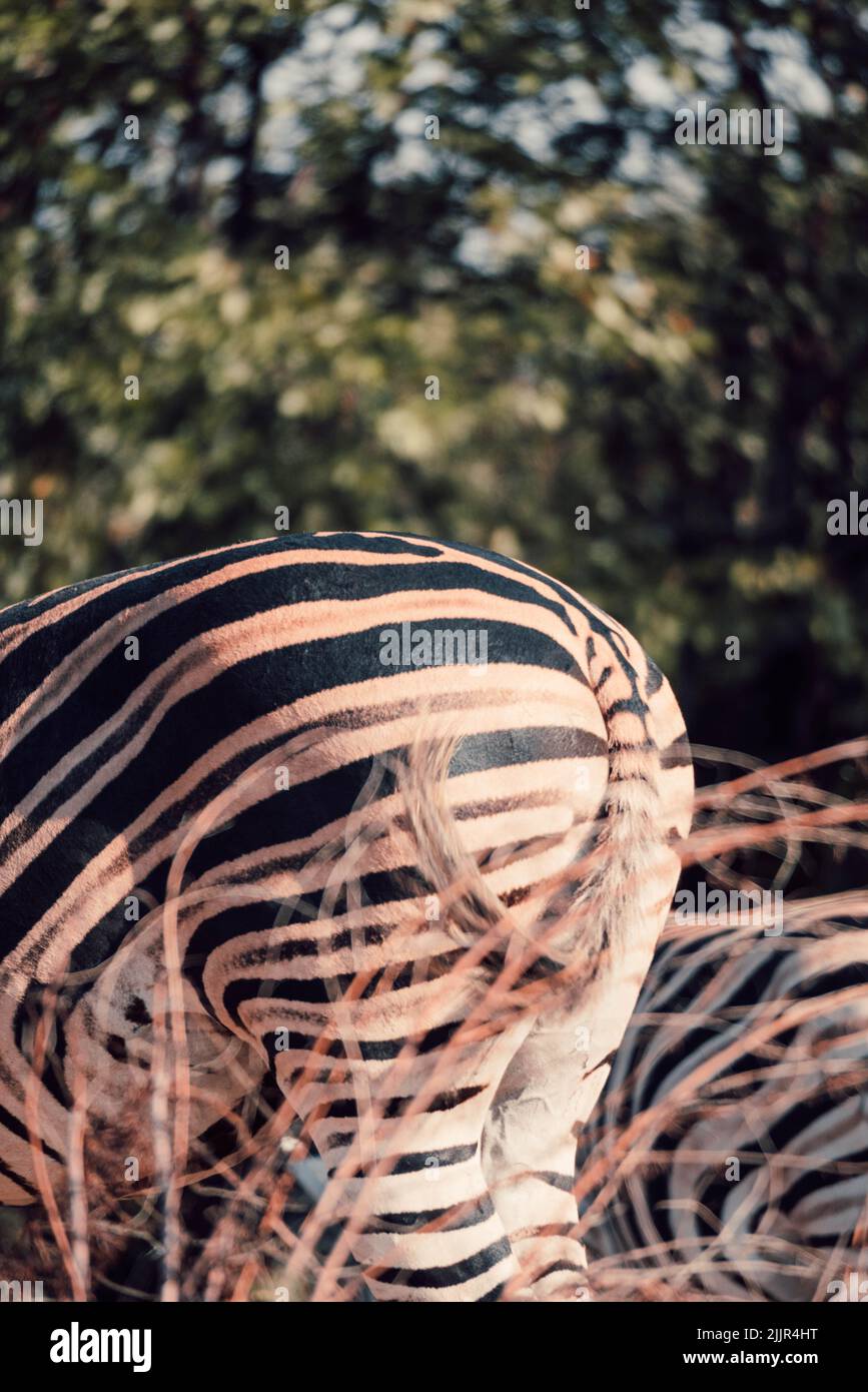 A vertical shot of zebra's tail in South Africa Stock Photo - Alamy