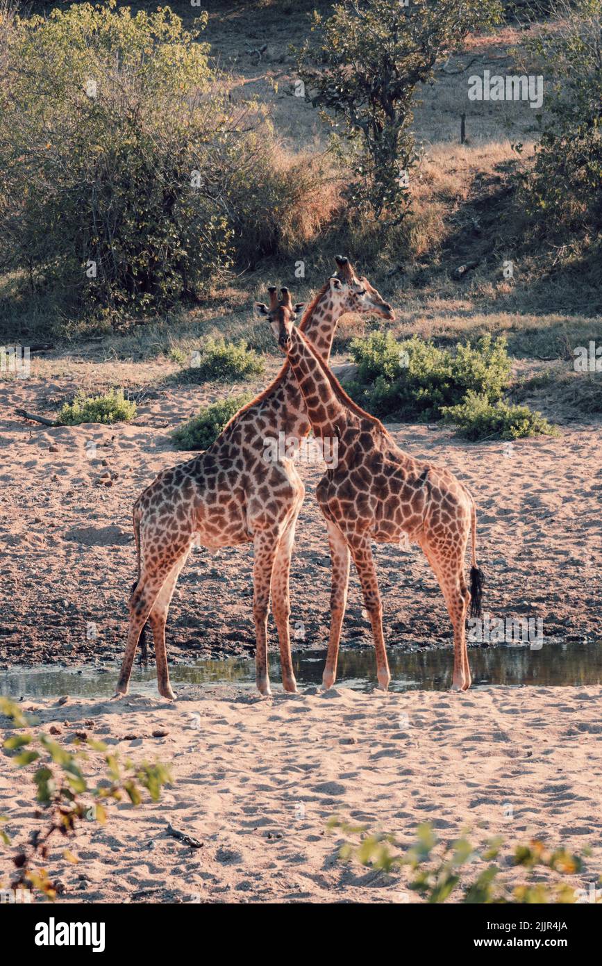 Giraffe near river hi-res stock photography and images - Alamy