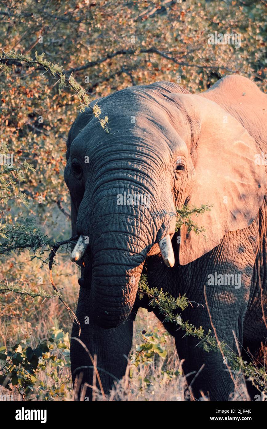 A vertical shot of an elephants face in South Africa Stock Photo - Alamy