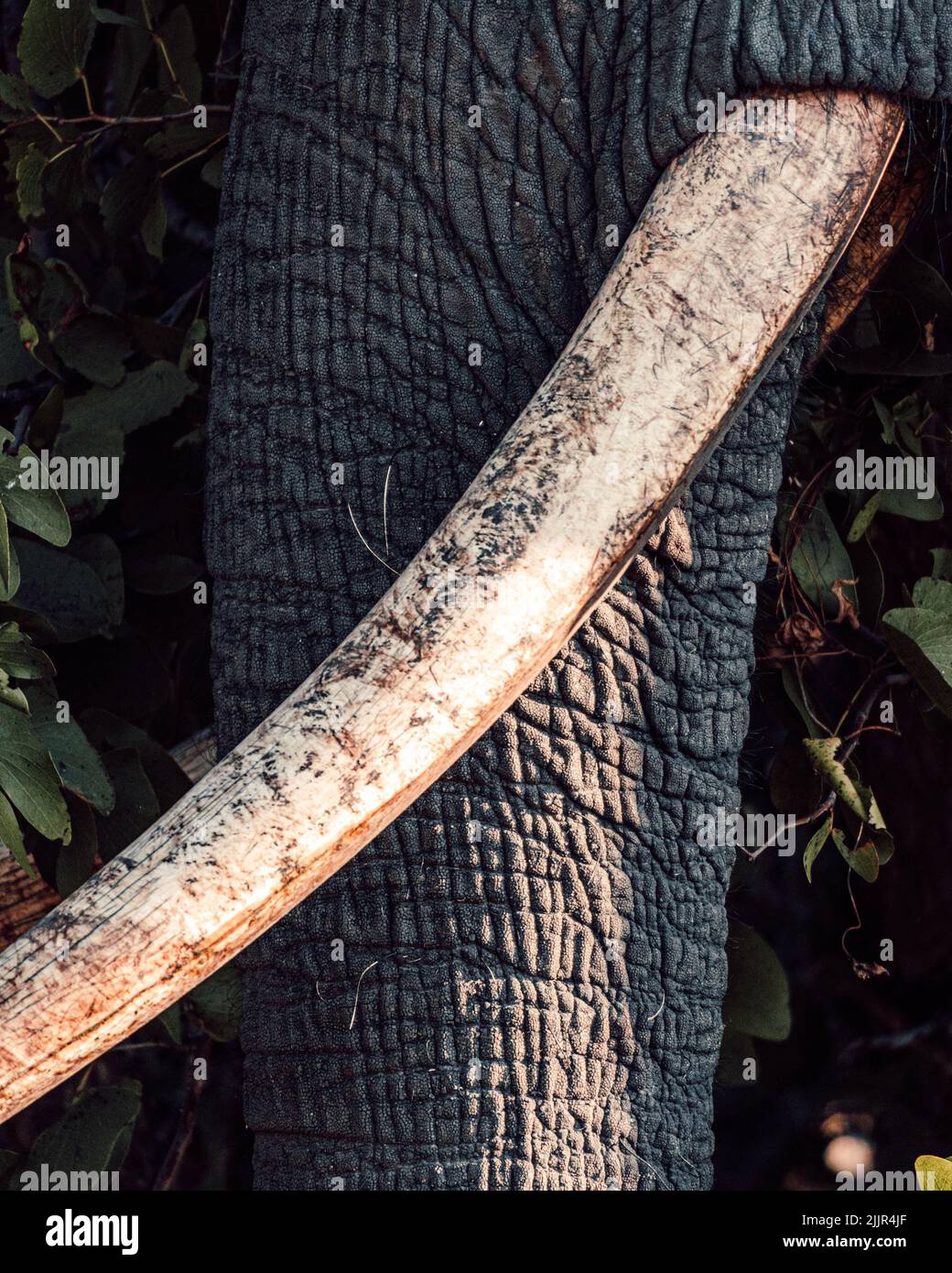 Big tusk hi-res stock photography and images - Alamy