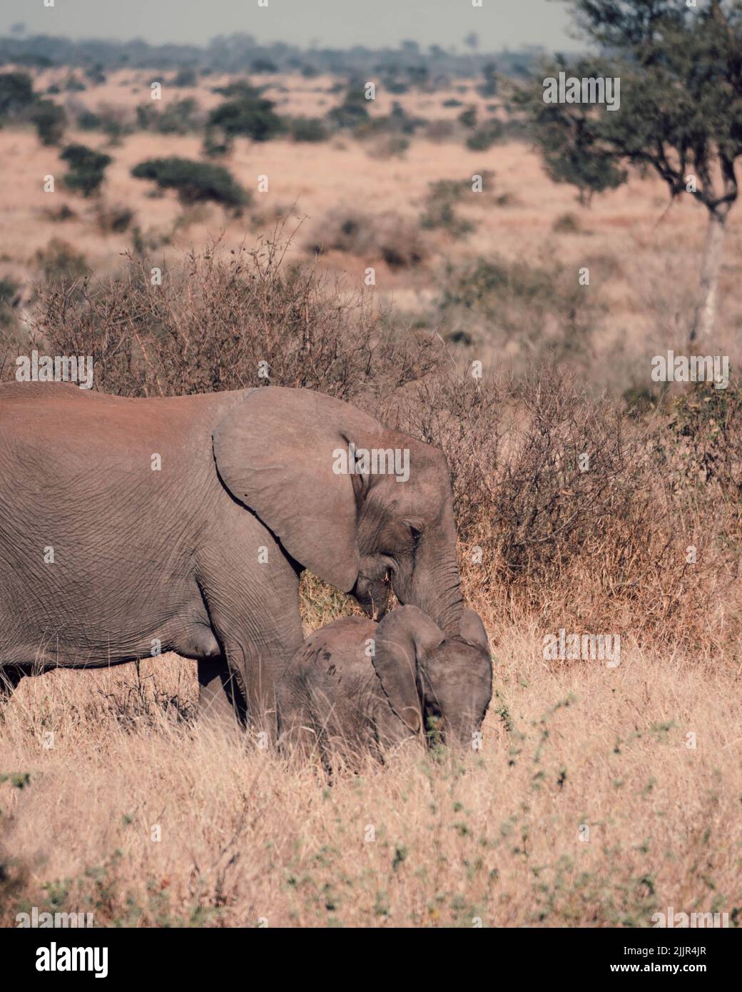 A vertical shot of elephants in the savanna in South Africa Stock Photo ...