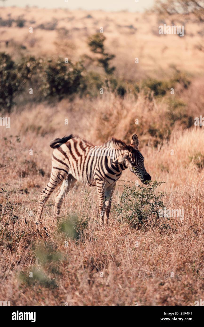 A vertical shot of a zebra in the savanna in South Africa Stock Photo ...