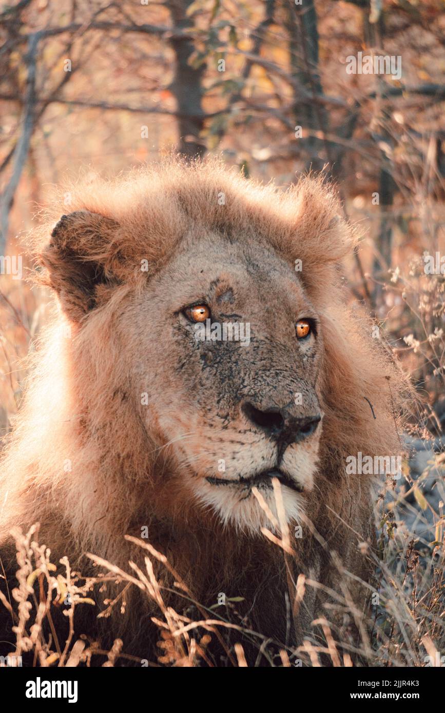 A vertical closeup of a Cape lion's face in the savanna in South Africa ...