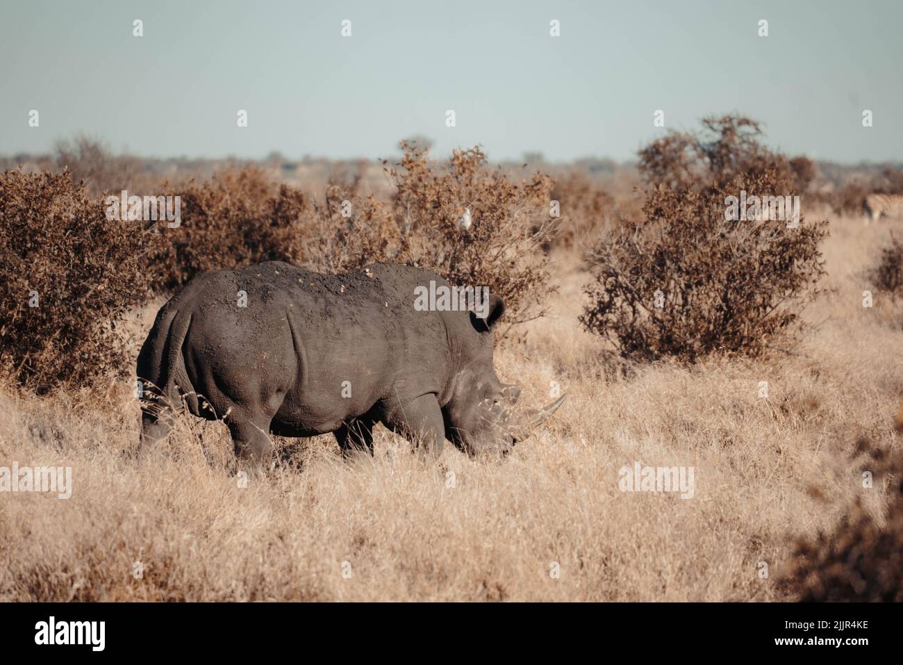 A Black rhinoceros walking in the savanna in South Africa Stock Photo ...