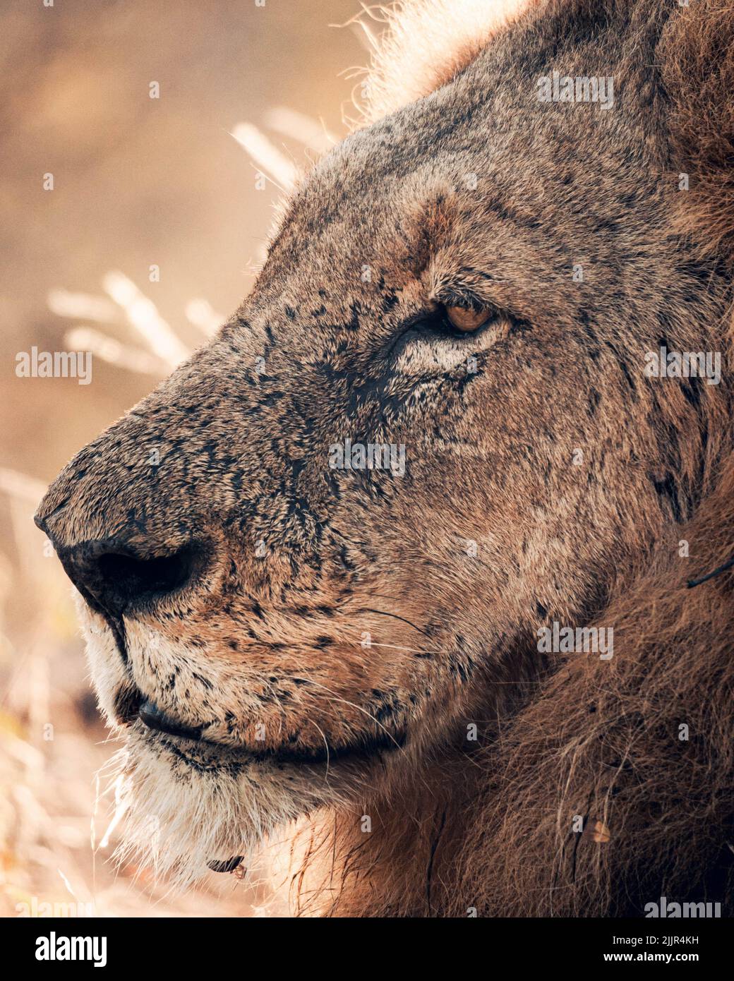 A vertical closeup of a Cape lion's face in the savanna in South Africa ...