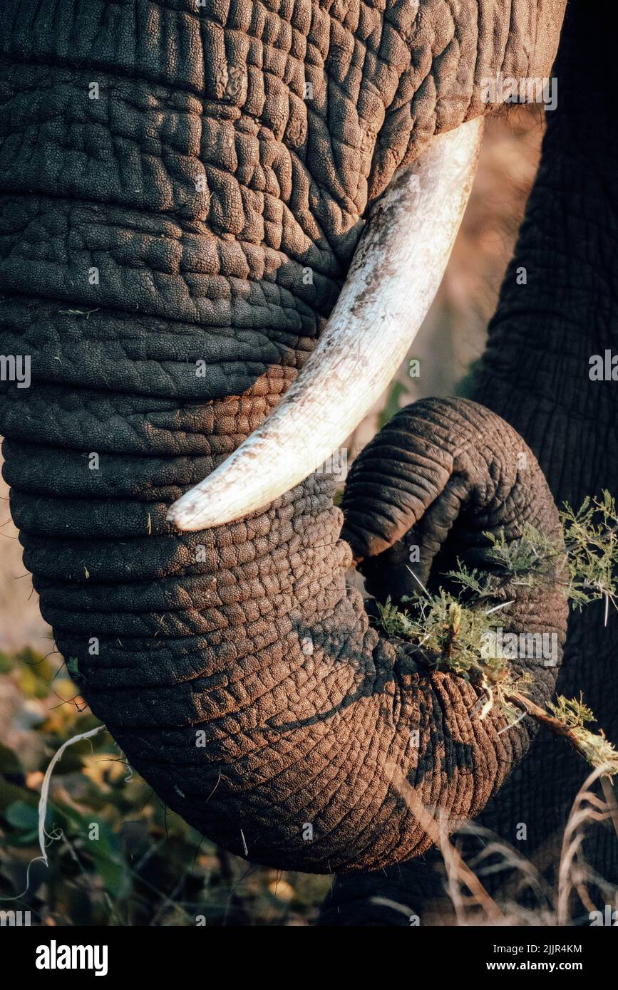 Big tusk hi-res stock photography and images - Alamy