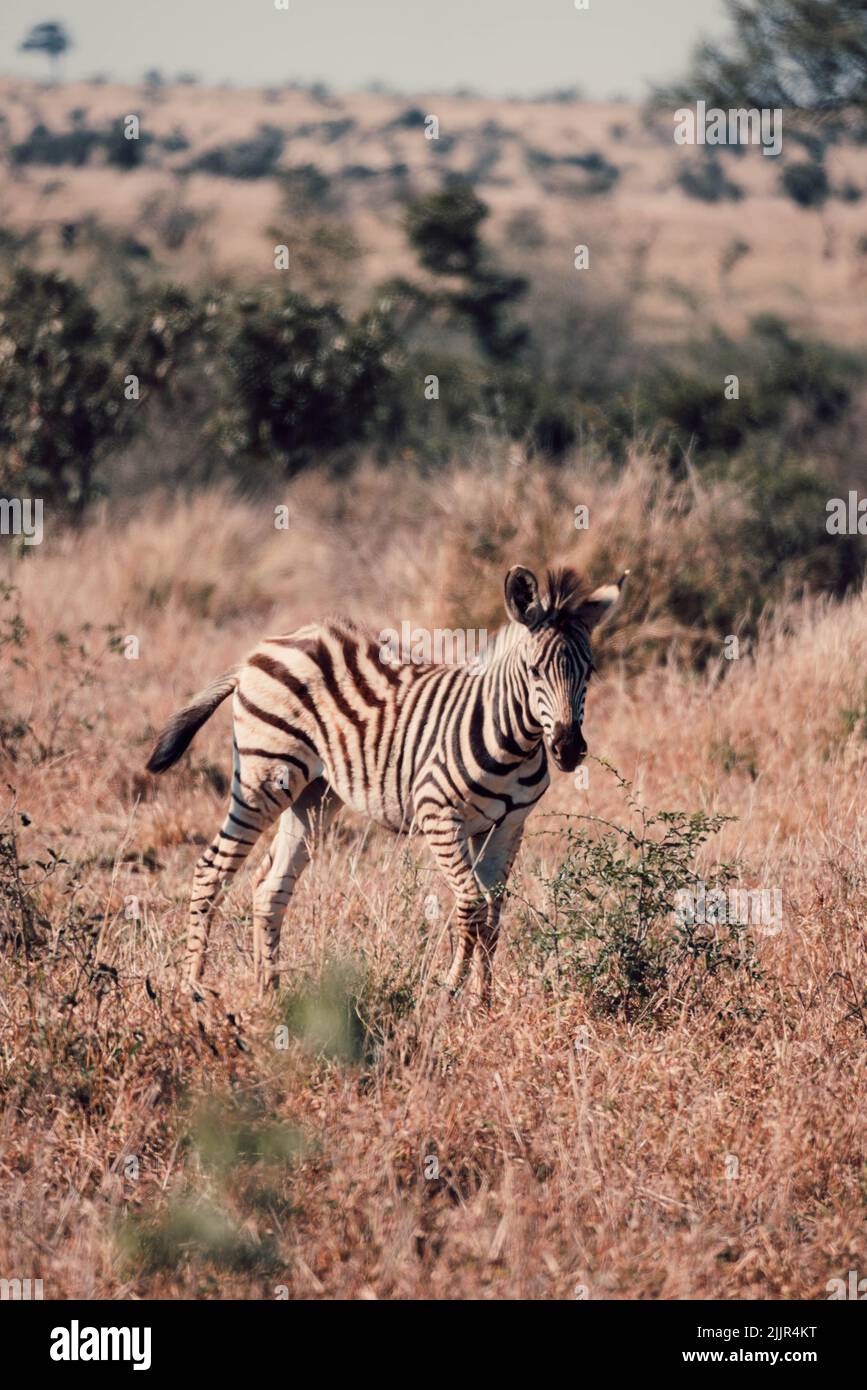 A vertical shot of a zebra in the savanna in South Africa Stock Photo ...