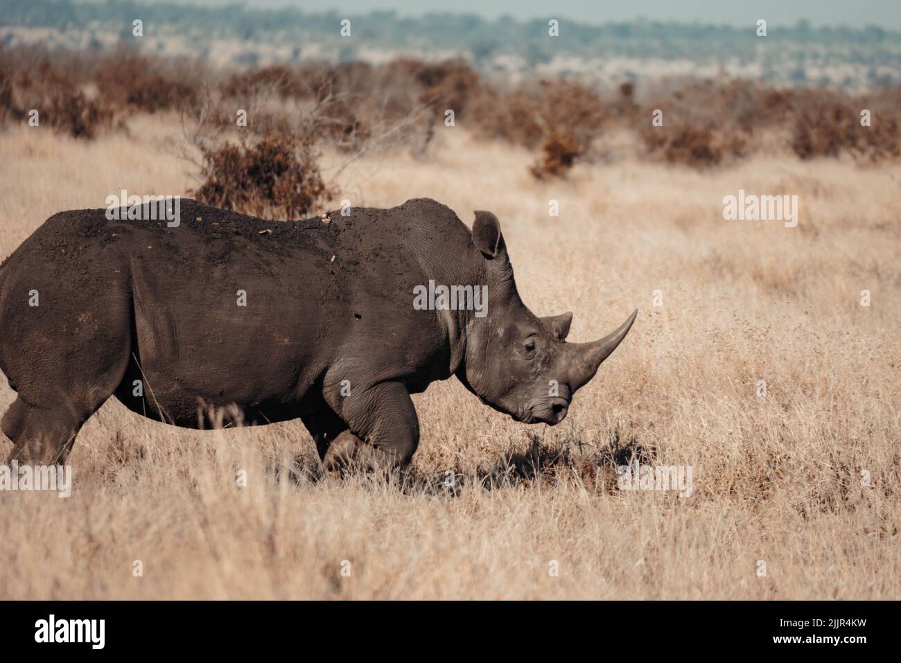 Rhino in field of grass hi-res stock photography and images - Alamy