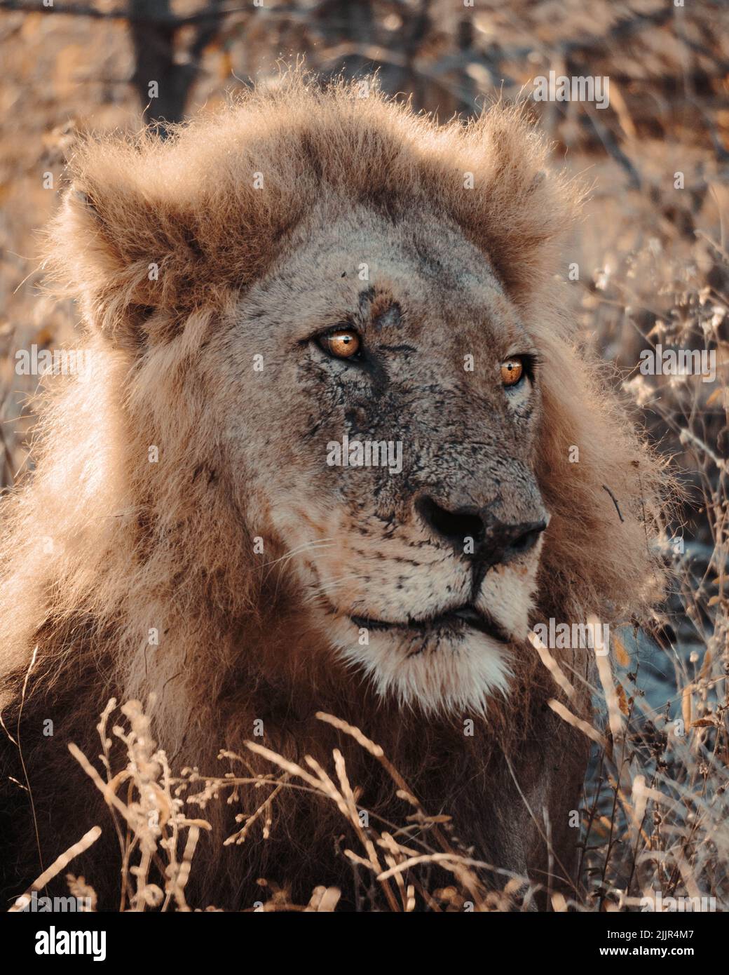 A vertical closeup of a Cape lion's face in the savanna in South Africa ...