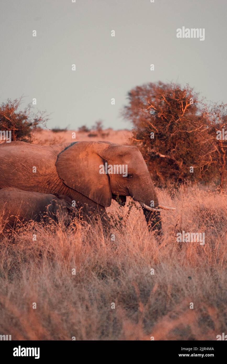 A vertical shot of elephants in the savanna in South Africa Stock Photo ...