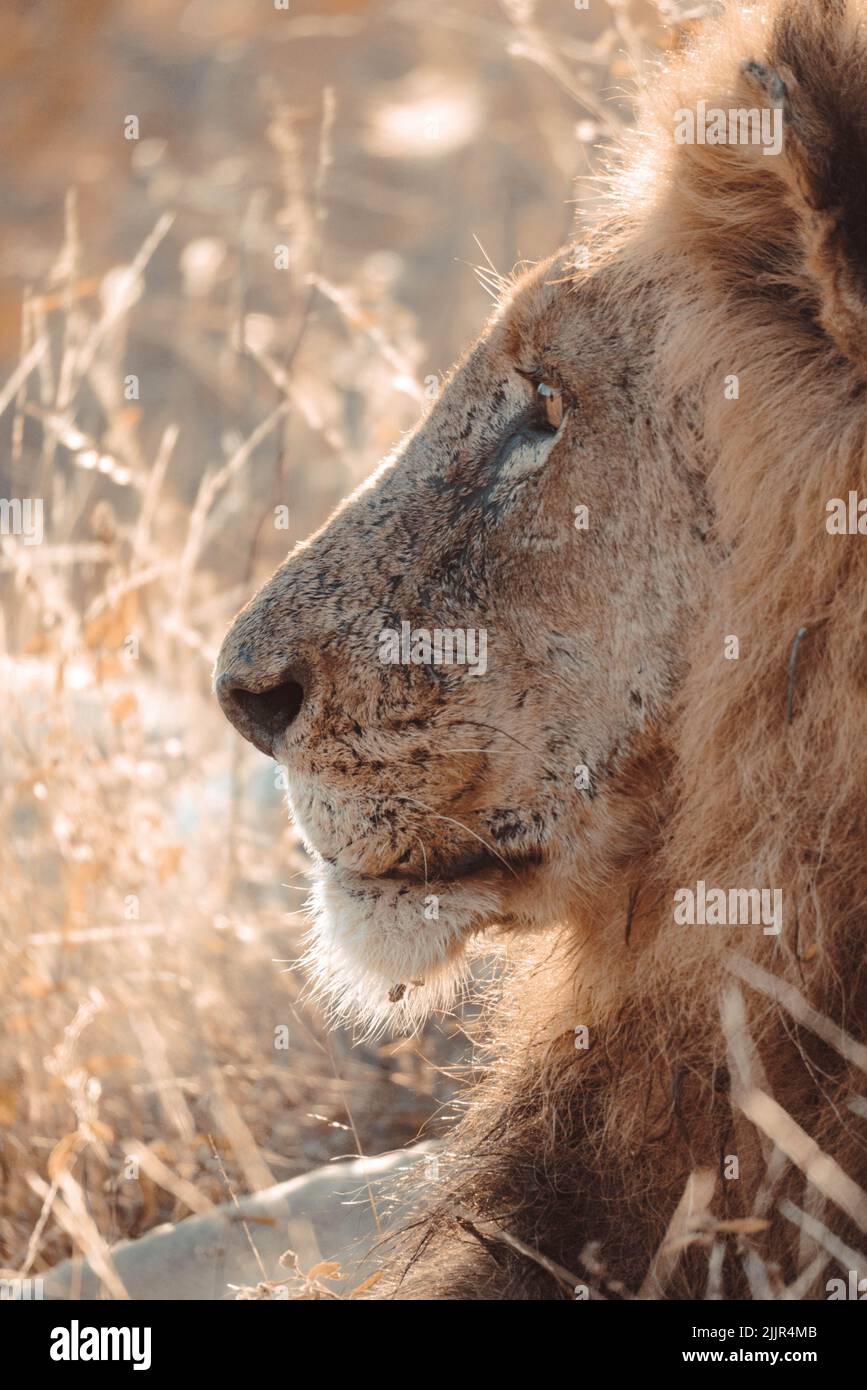 A vertical closeup of a Cape lion's face in the savanna in South Africa ...