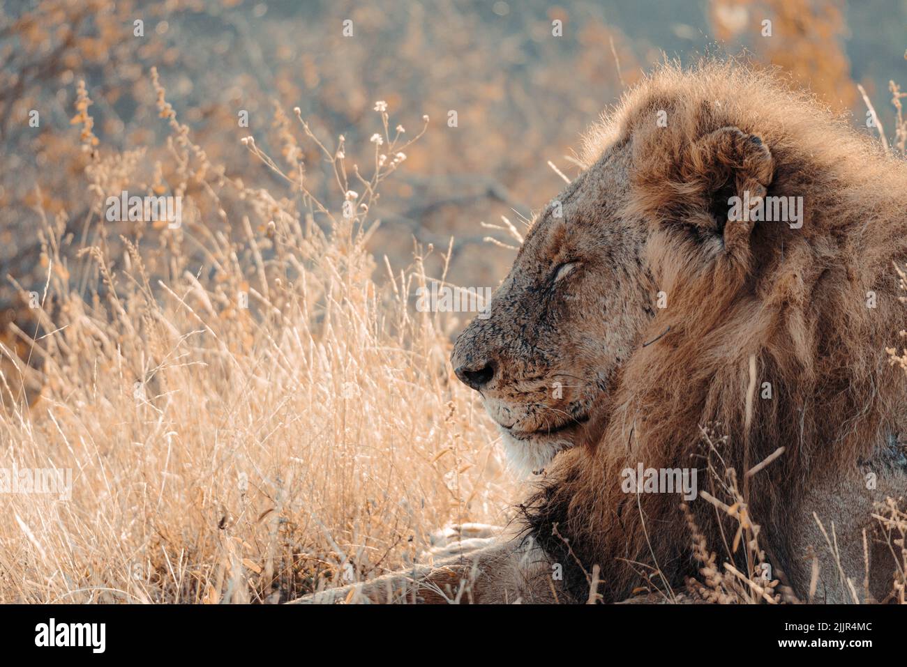A vertical shot of a Cape lion's head in the savanna in South Africa ...