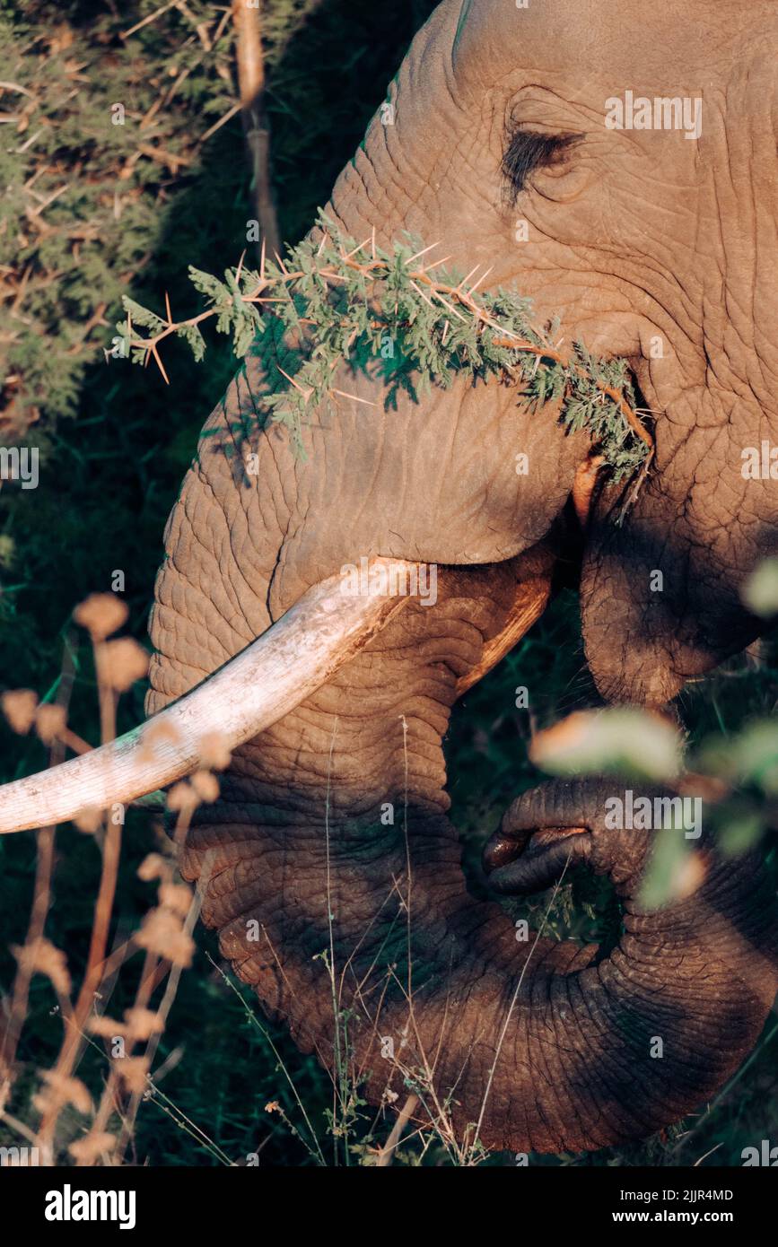 Elephant eating background hi-res stock photography and images - Alamy