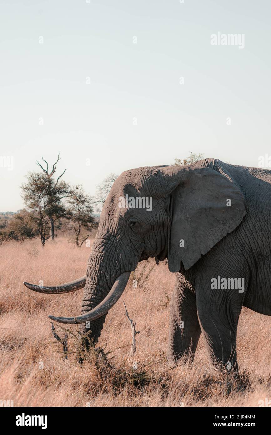 A vertical shot of an elephant in the savanna in South Africa Stock ...