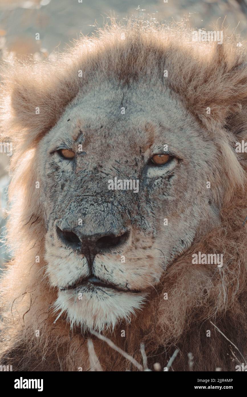 A vertical closeup of a Cape lion's face in the savanna in South Africa ...