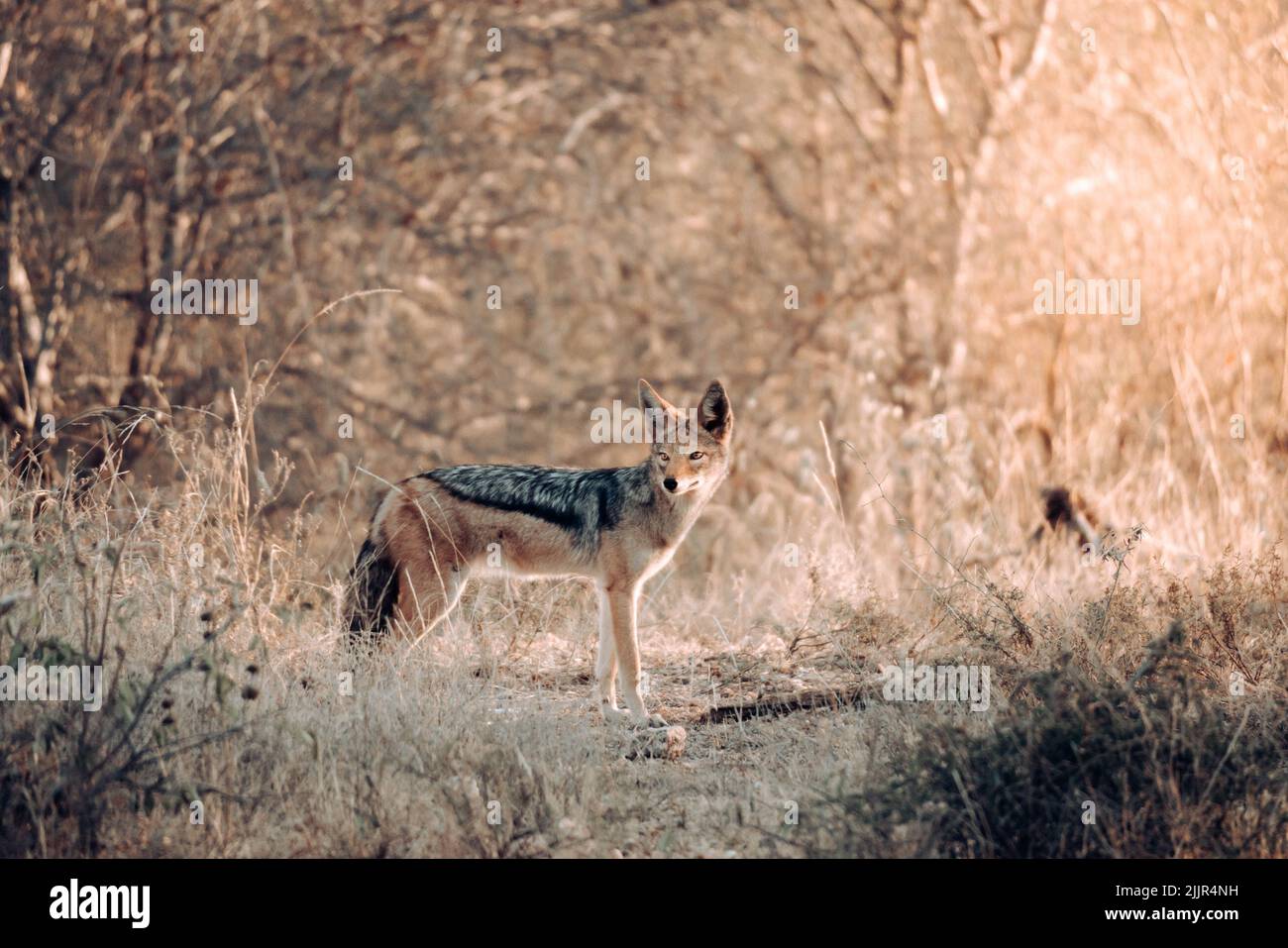 The silver backed Jackal standing on a field in South Africa Stock ...