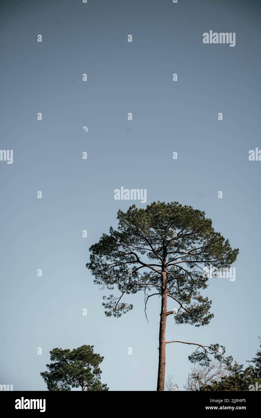 High trees green leaves hi-res stock photography and images - Alamy