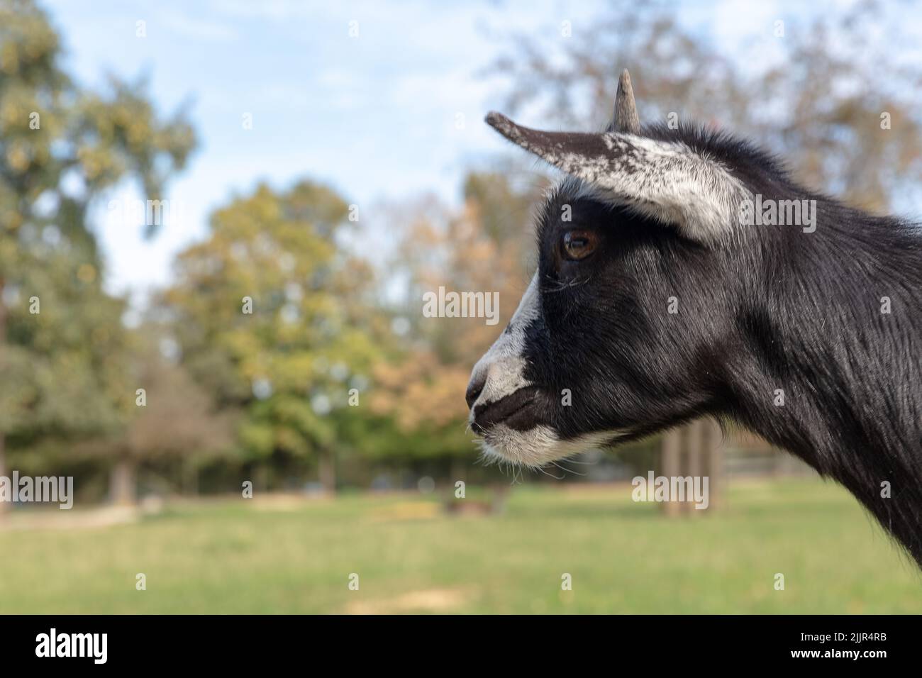 Goat head in a wildlife reserve in Bavaria Stock Photo - Alamy