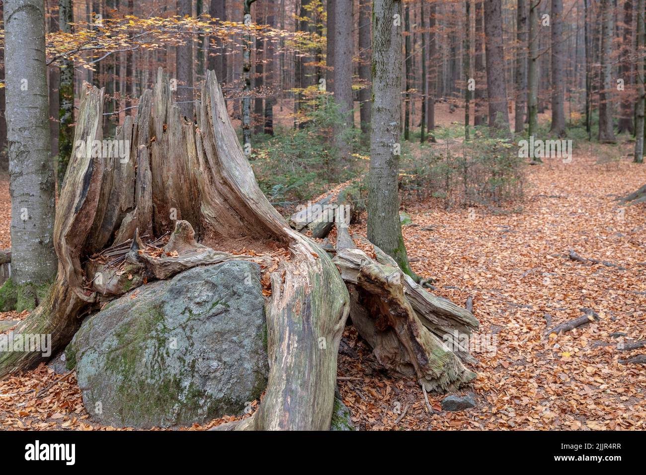 Forrest playground hi-res stock photography and images - Alamy