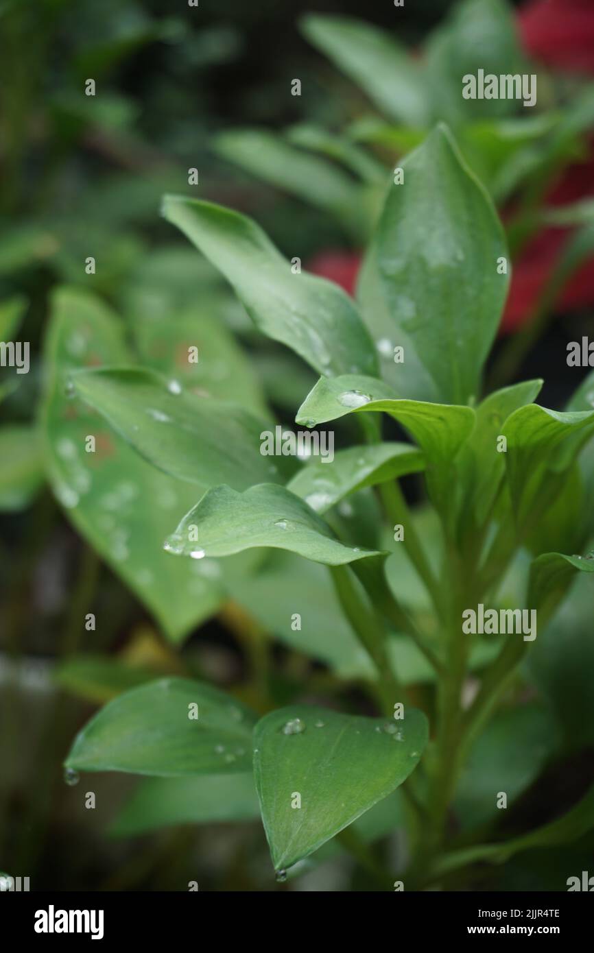Plant surface hi-res stock photography and images - Alamy
