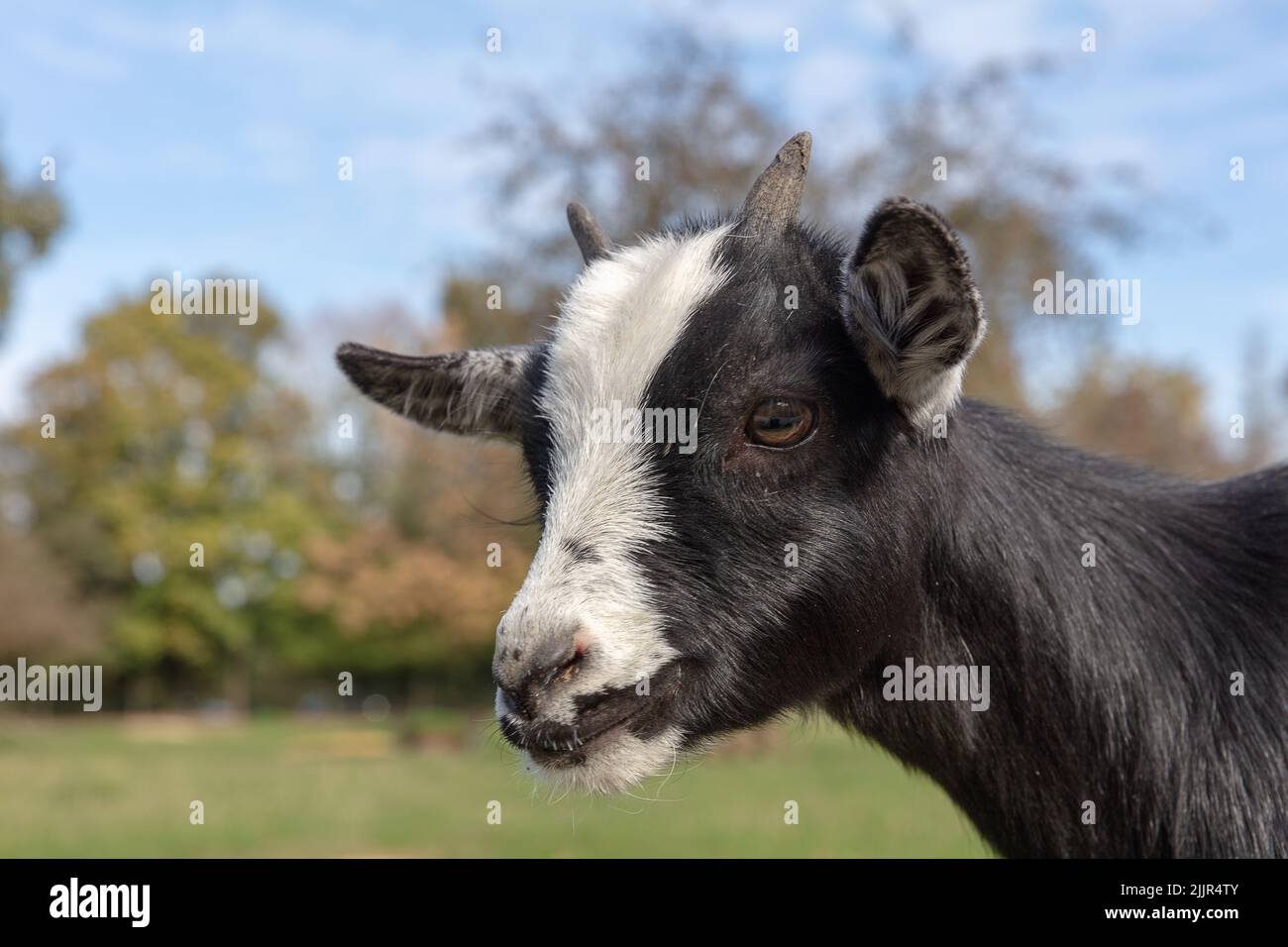 Goat head in a wildlife reserve in Bavaria Stock Photo - Alamy