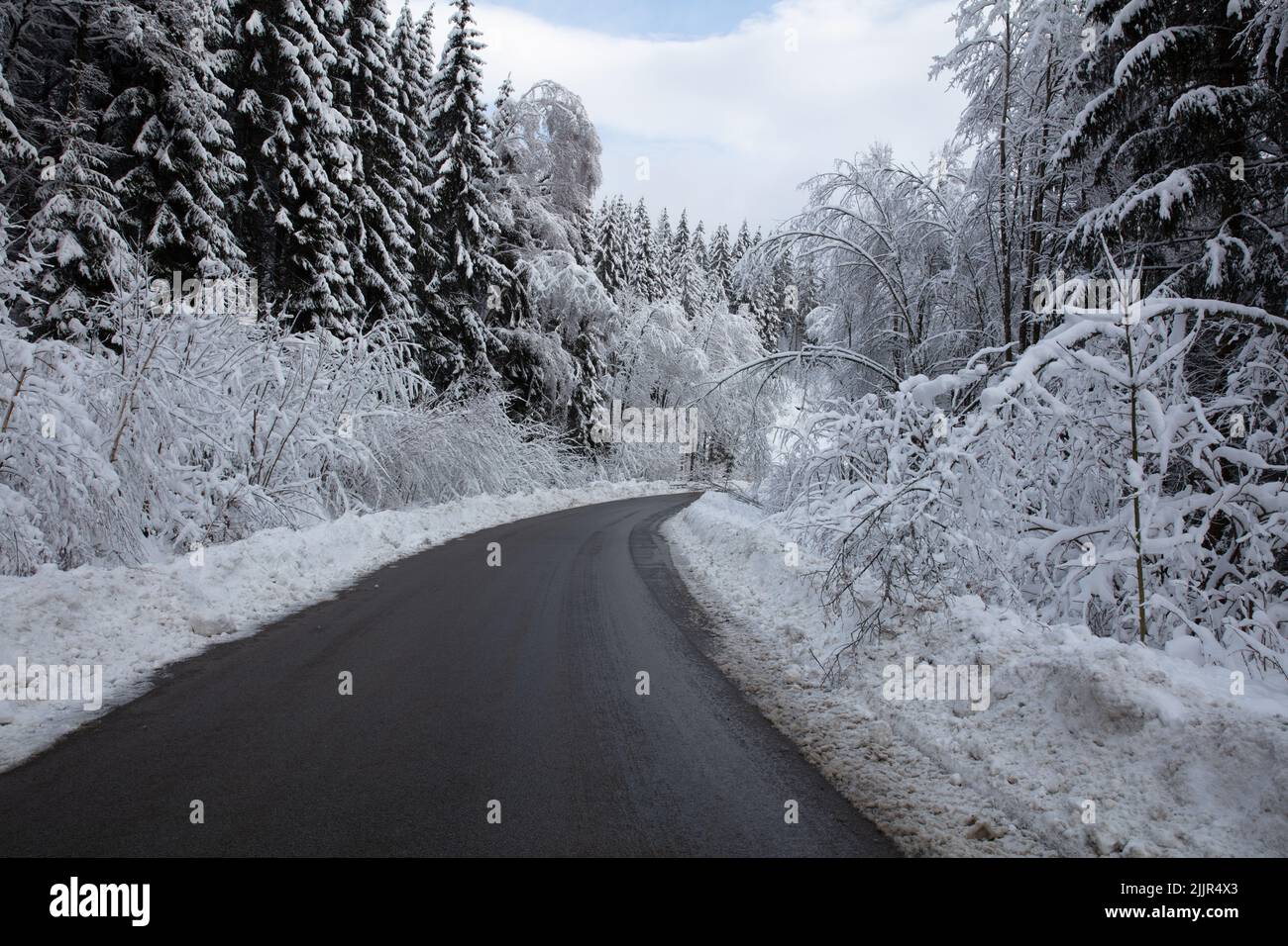 Right bending tarmac road through the snow-covered Bavarian Forest ...