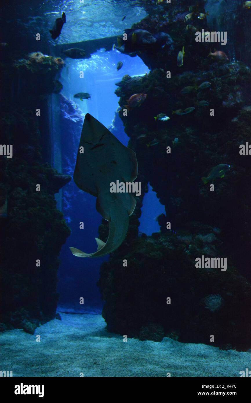 Sting ray swimming hi-res stock photography and images - Alamy