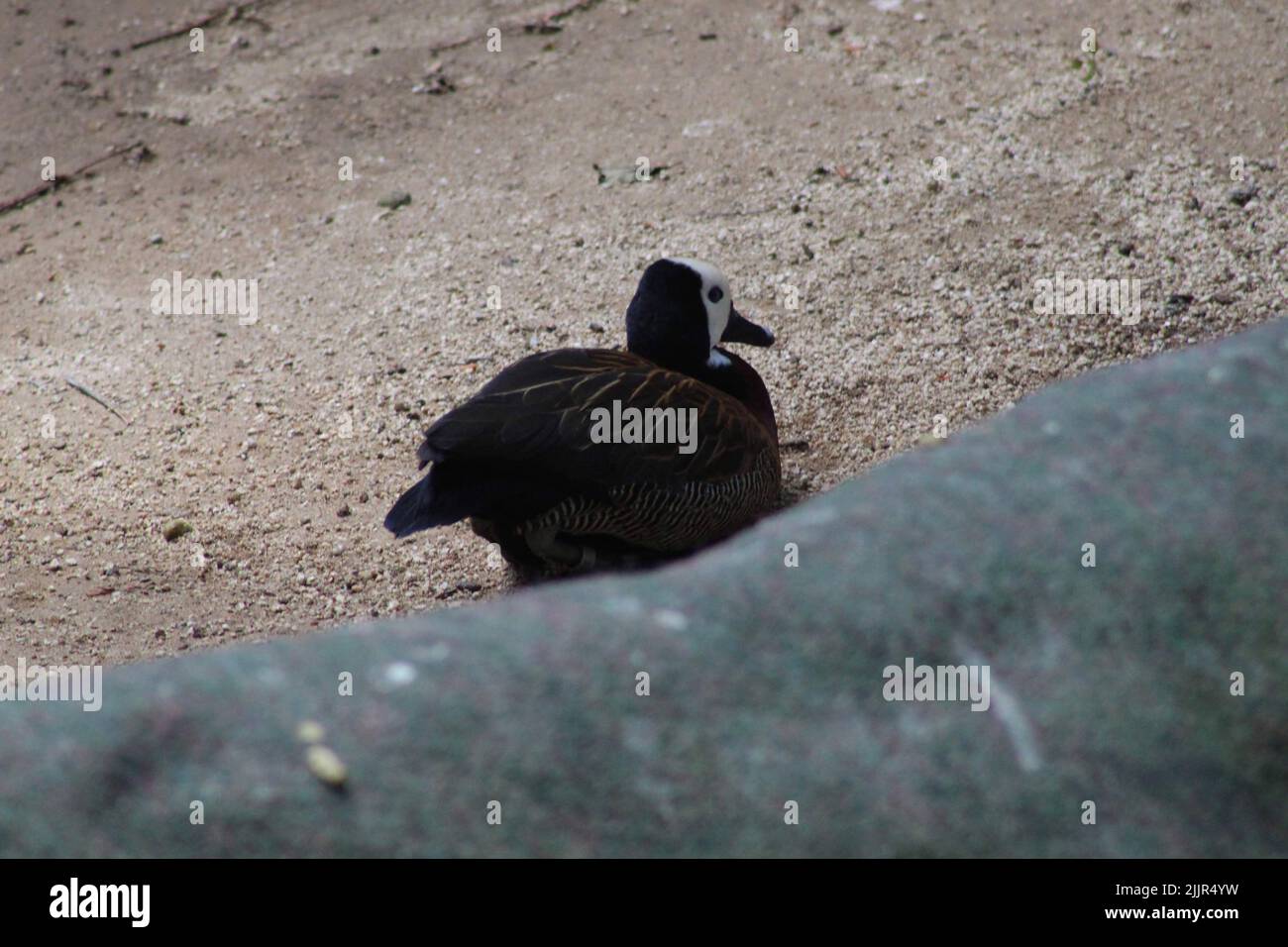 Ground duck hi-res stock photography and images - Alamy