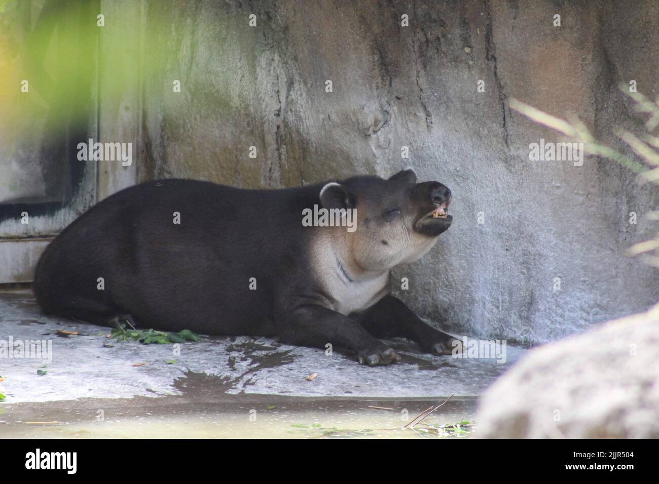 A closeup of a tapir sitting under a shade in a zoo Stock Photo - Alamy