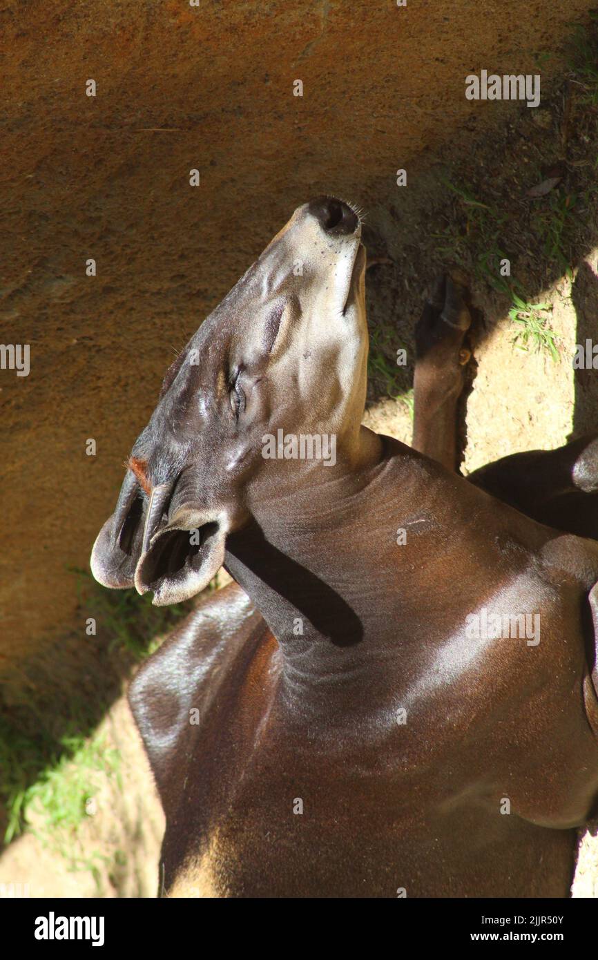 Animal okapi hi-res stock photography and images - Alamy