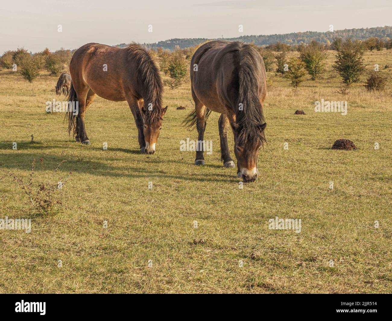 Stallion and mare grazing hi-res stock photography and images - Alamy