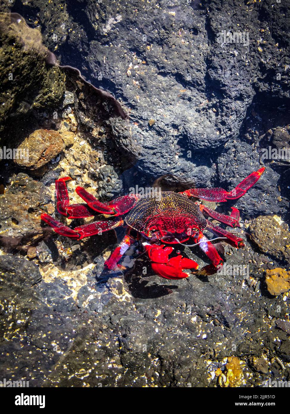 A vertical closeup of a big red crab on rocks in the sea Stock Photo ...