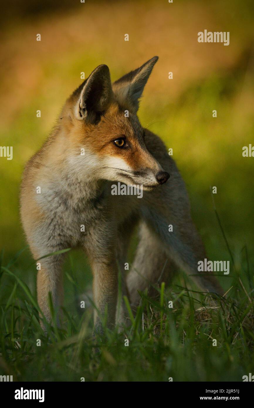 Focus red fox hi-res stock photography and images - Alamy