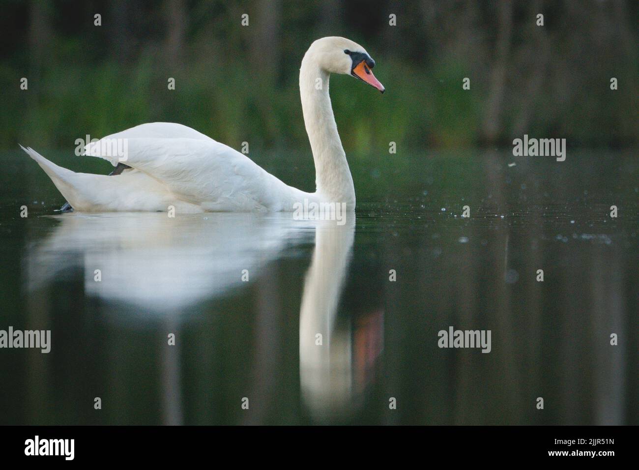 A white graceful swan floating in the lake Stock Photo - Alamy