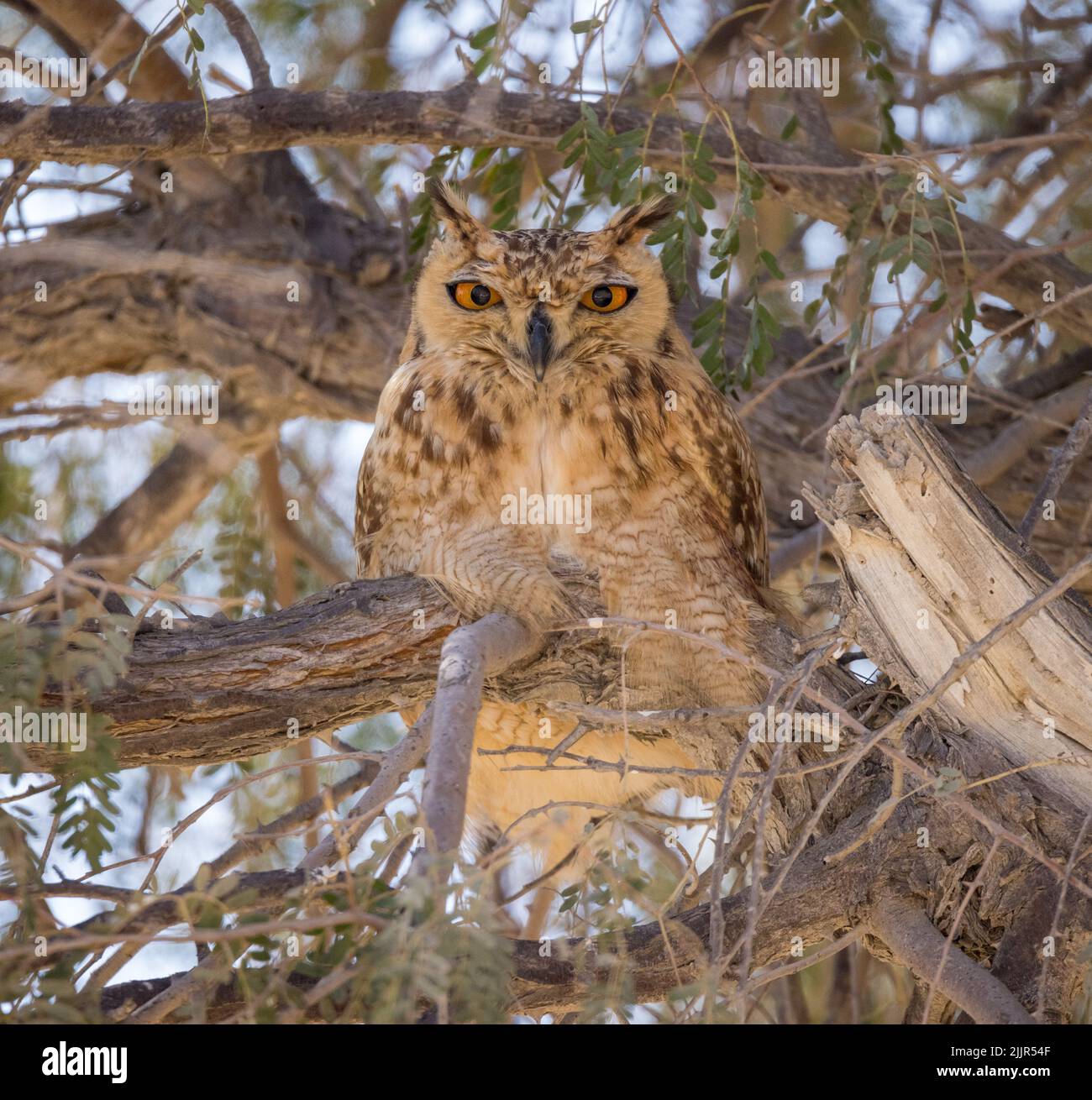 Desert eagle owl hi-res stock photography and images - Alamy