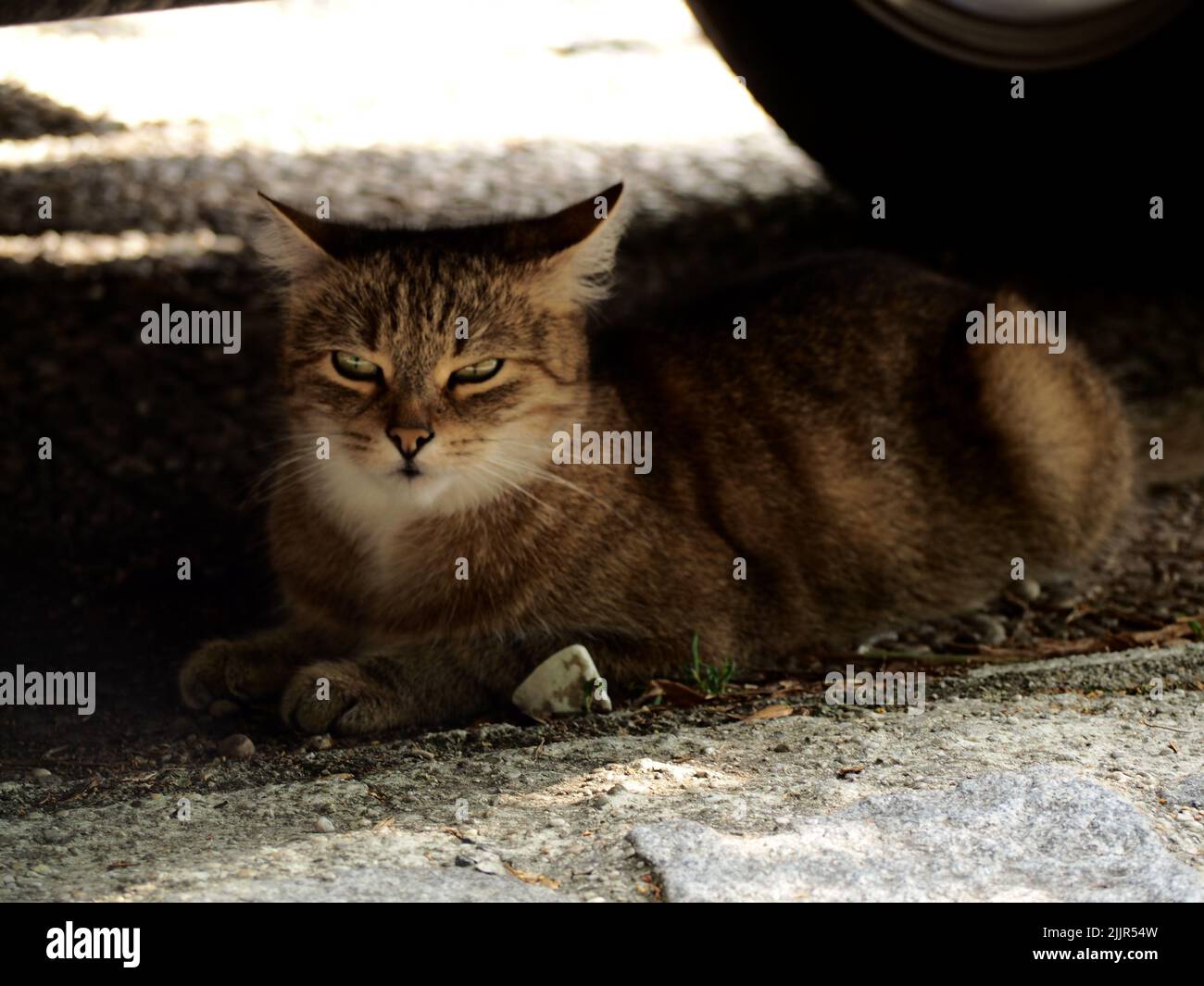 Scowling cat hi-res stock photography and images - Alamy