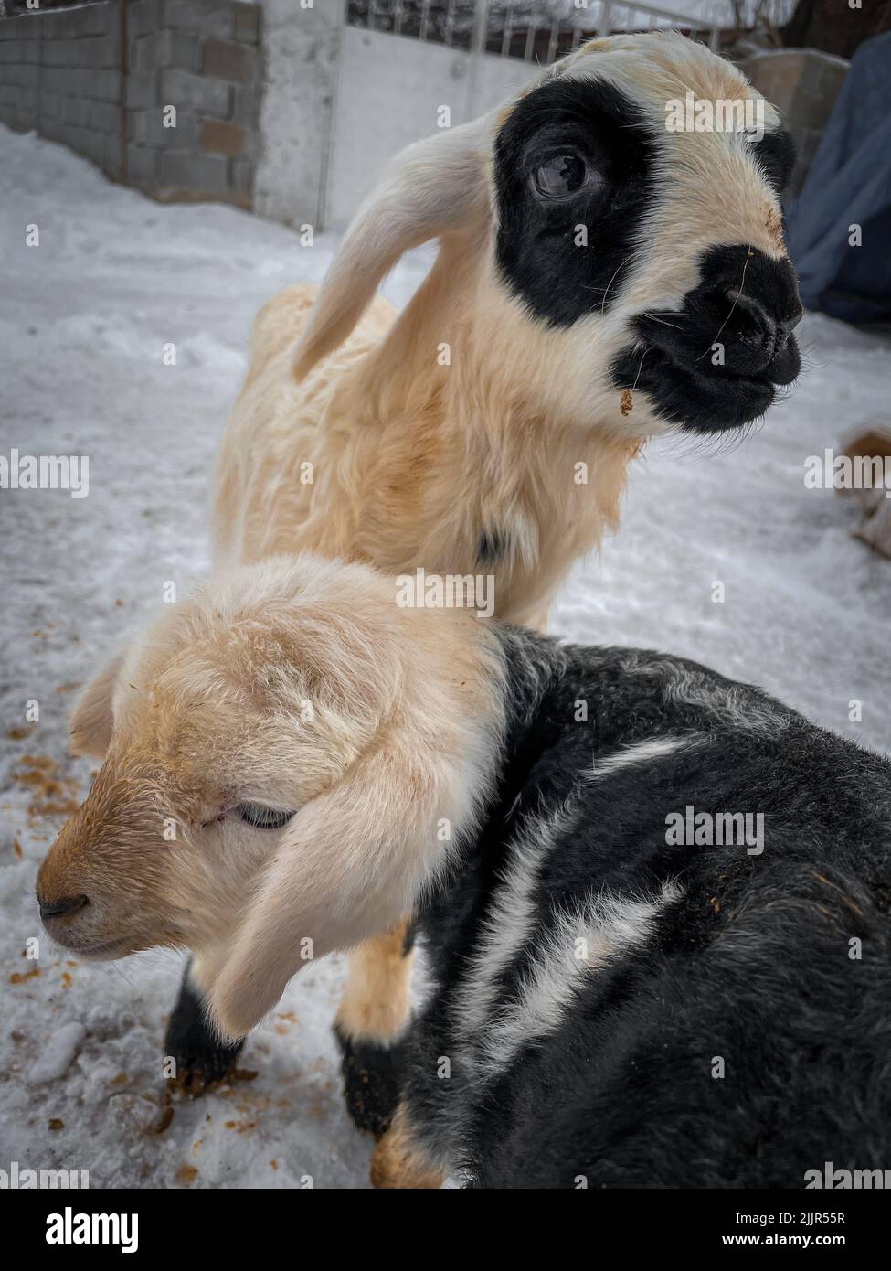 A vertical shot of cute lambs Stock Photo - Alamy