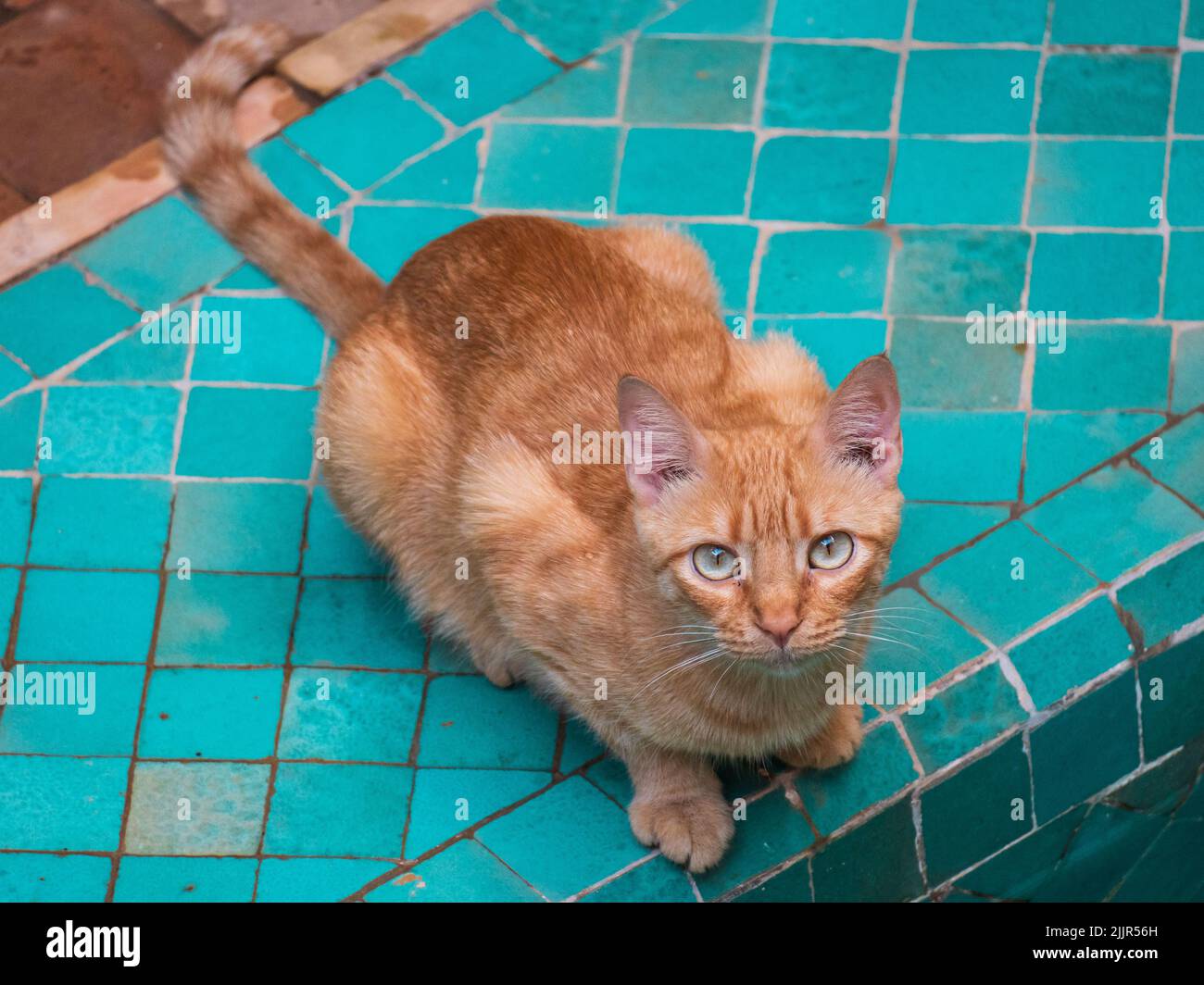 Ginger cat staring hi-res stock photography and images - Alamy