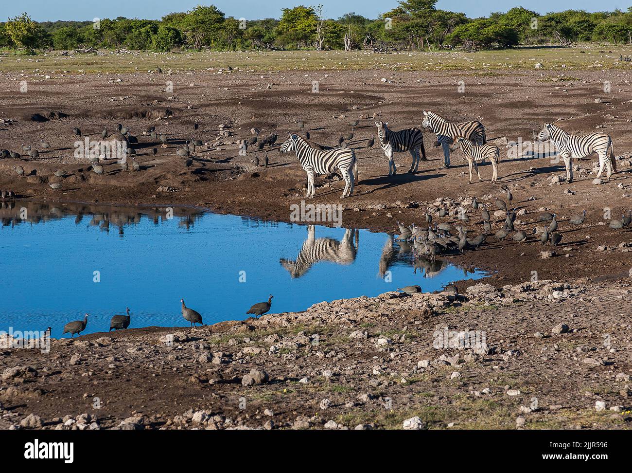 Various animals waterhole hi-res stock photography and images - Alamy