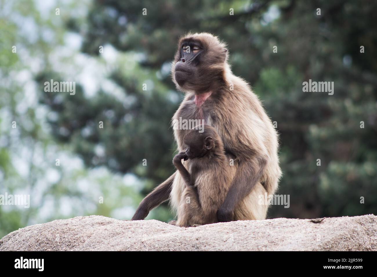 A mother gelada ape putting her hand around her child gelada ape ...