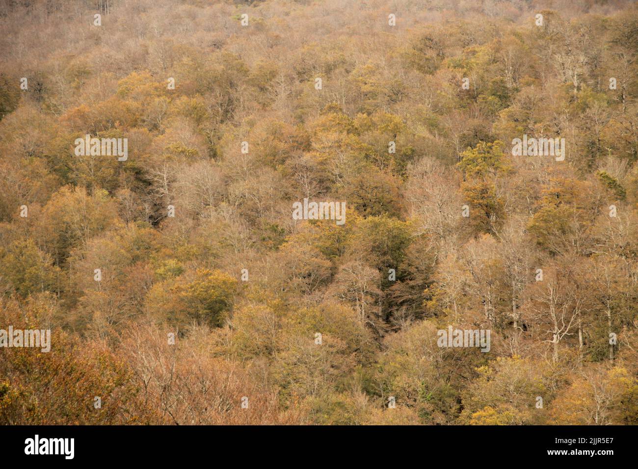 the view of the forest from above Stock Photo - Alamy