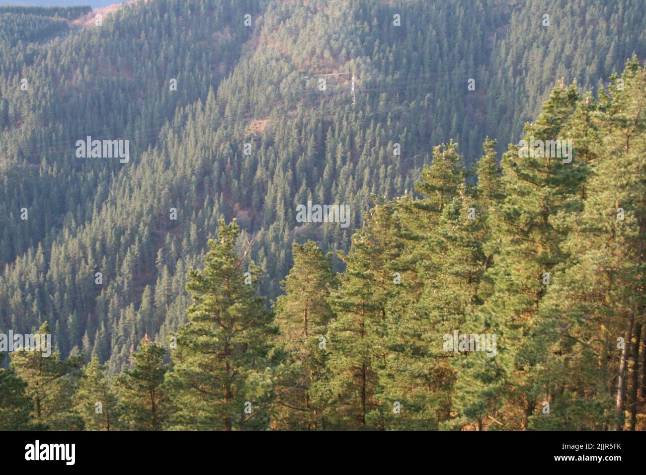 A scenic view of green lush trees in a forest in daylight Stock Photo ...