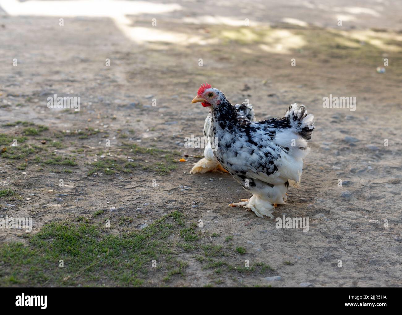 Mottled cochin rooster looking into camera lens Stock Photo - Alamy