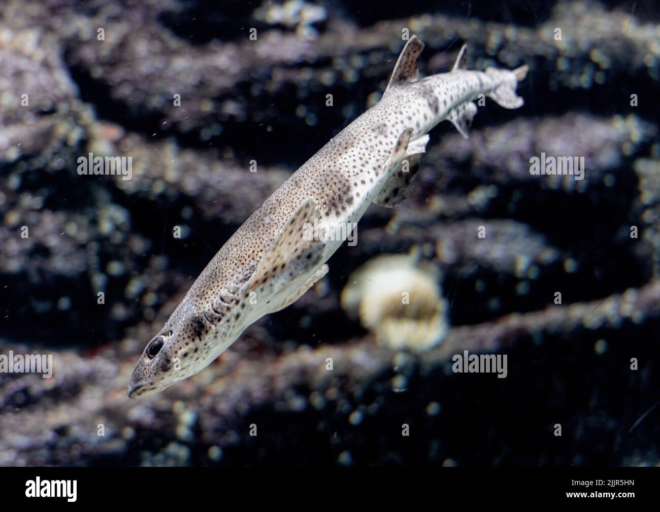 Cat sharks hi-res stock photography and images - Alamy