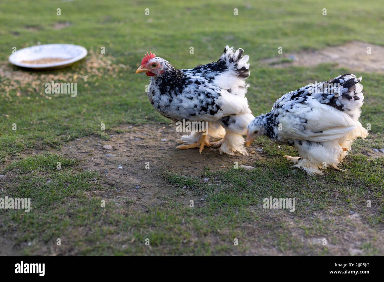 Cochin china mottled bantam chickens roaming freely in the grass Stock ...